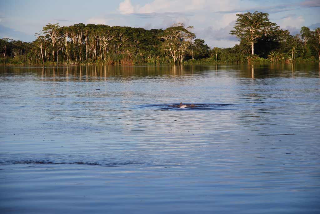 Amazonas Expedition - quer durch den Regenwald! » atambo tours